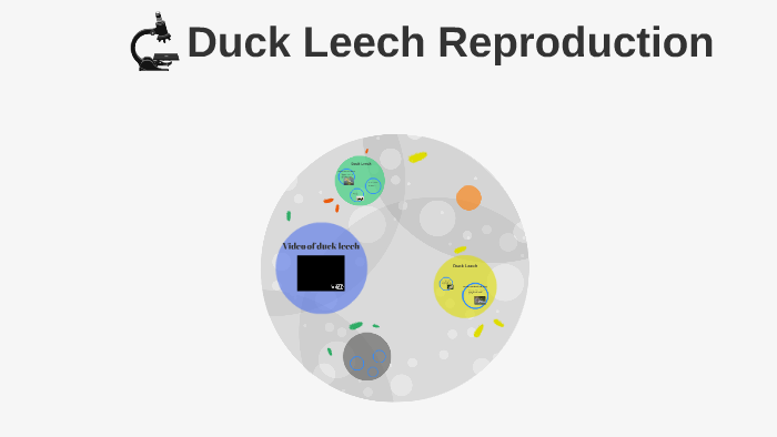 Duck Leech Reproduction by shaanvi shree on Prezi