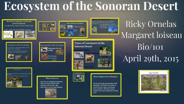 Ecosystem of the Mojave Desert by ricky ornelas on Prezi