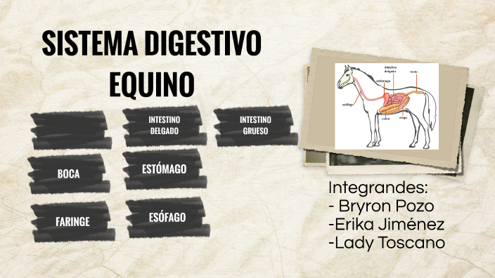 Sistema digestivo Equino by Toscano Lizbeth on Prezi
