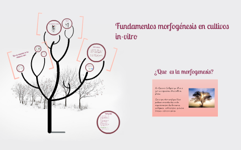 Fundamentos Morfogenesis en cultivos in-vitro by Pablo Cardona on Prezi
