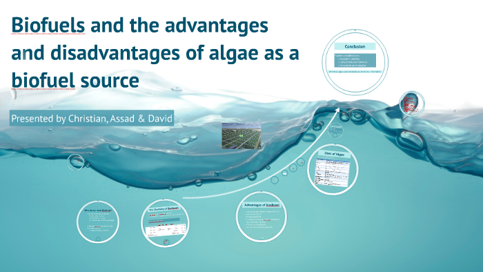 Algae Biofuel by chris nehme on Prezi