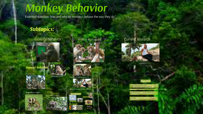 Monkey Behavior by Rachel Stuber on Prezi