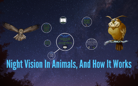 Night Vision in animals, and how it works by Hailie Mills on Prezi