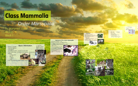 Order Marsupalia by Manpreet Uppal on Prezi