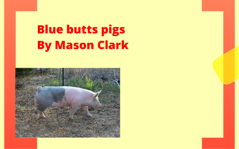 blue butt pigs by Mason Clark on Prezi