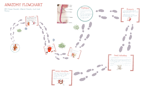 Anatomy Flowchart by Moises Mendal on Prezi