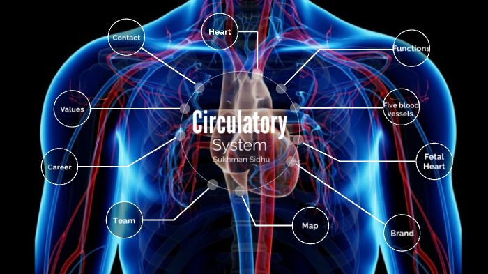Circulatory system mind map by Sukhman Sidhu on Prezi