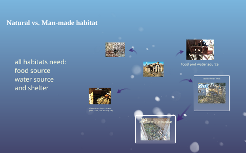 Natural vs. Man-made habitat by Laura Ruiter on Prezi