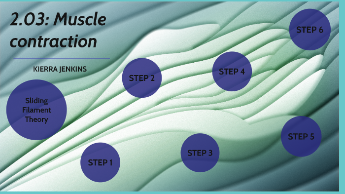 2.03 muscle contraction by Kierra Jenkins on Prezi