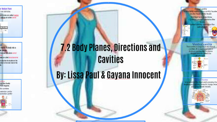 7.2 Body Planes, Directions and Cavities by gayana innocent on Prezi