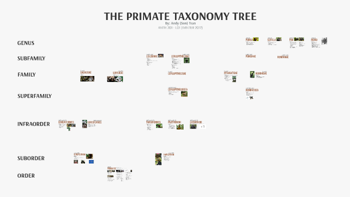 Interactive Primate Taxonomy Tree by Andy Tran on Prezi
