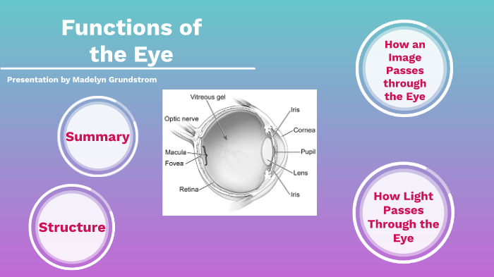 Functions of the Eye by Madelyn Grundstrom on Prezi