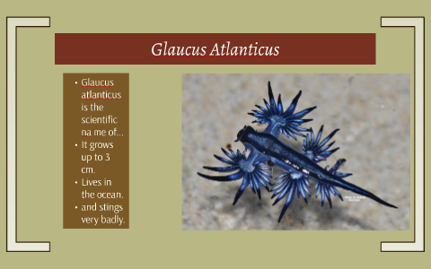 Glaucus Atlanticus by Nothing Needed on Prezi