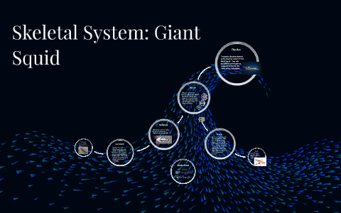 Skeletal System: Giant Squid by Sydney Stefanek on Prezi