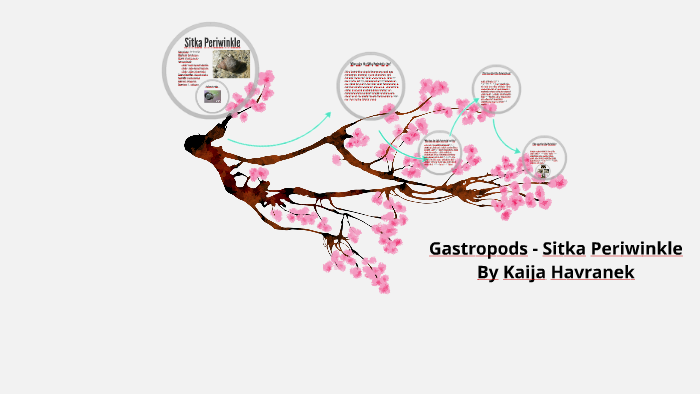 Gastropods - Sitka Periwinkle by Kaija Havranek on Prezi