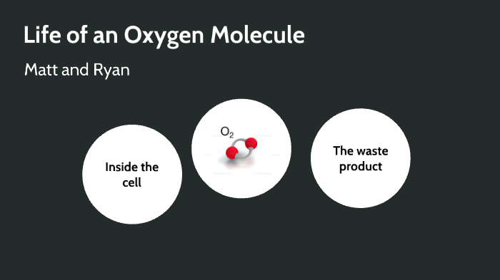 Life of an Oxygen Molecule by Matthew Johnson on Prezi