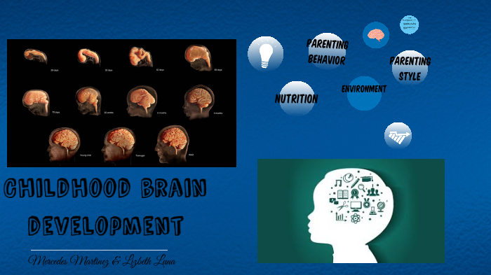 Brain Development by mercedes martinez on Prezi