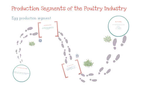 Production Segments of the Poultry Industry by Jamie Wall on Prezi