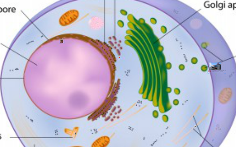 The cytoplasm is like the jello because it by Andrew Colsia on Prezi
