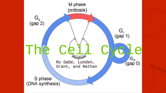 The Cell Replication Cycle by Grant Landes on Prezi