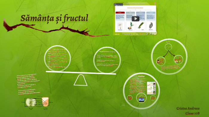 Sămânța și fructul by Andreea Cristea on Prezi