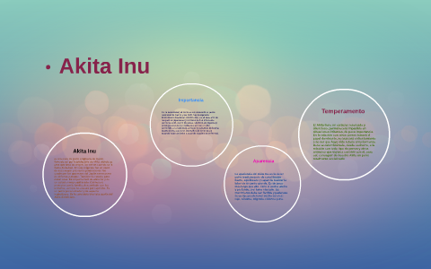 Akita Inu by Emily Perez on Prezi