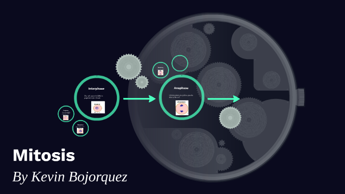 Mitosis by Kevin Bojorquez on Prezi