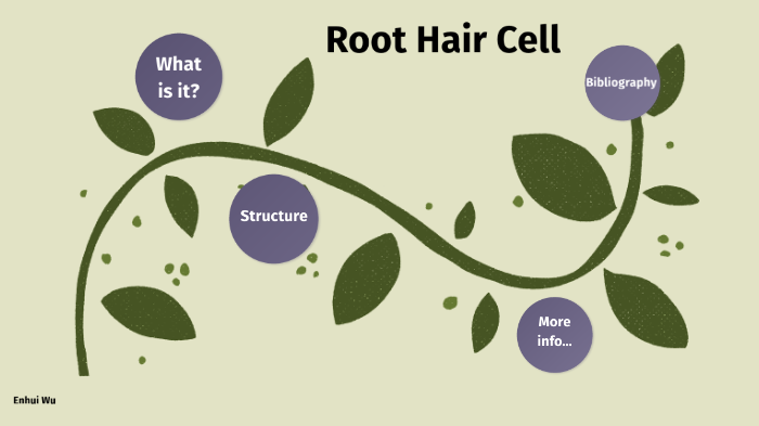 Root Hair Cell by Enhui WU on Prezi