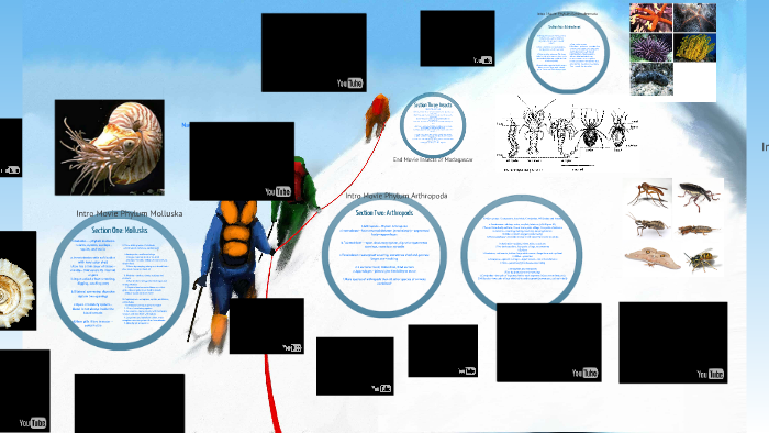 10--Mollusks, Arthropods, Echinoderms by Lisa OConnor on Prezi