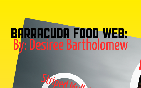 Barracuda Food Web! by Desiree Bartholomew on Prezi