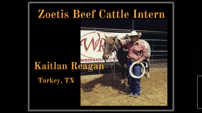 Zoetis Beef Cattle Intern by Kaitlan Reagan on Prezi