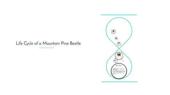 Life Cycle of a Mountain Pine Beetle by Cindy Perez on Prezi
