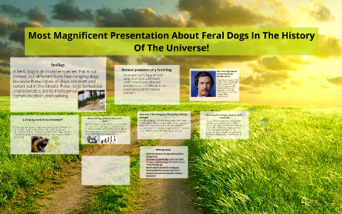 Most Magnificent Presentation About Feral Dogs' In The Histo by ryan ...