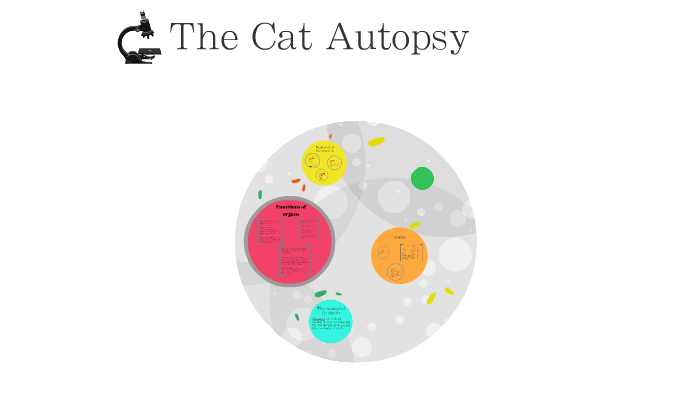 The Cat Autopsy by mai xiong on Prezi