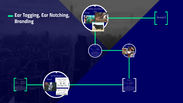 Ear Tagging, Ear Notching, Branding by ind sims on Prezi