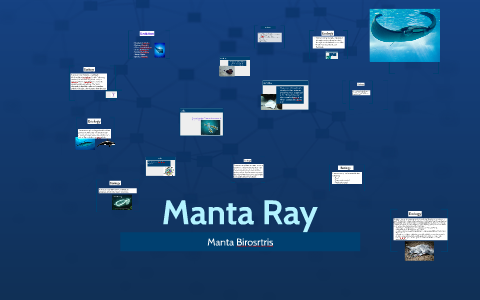 Manta Ray by Sabrina Rizo on Prezi