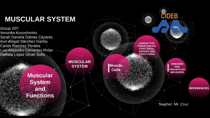 MUSCULAR SYSTEM BIO STAGE 3 by Sarah GC on Prezi