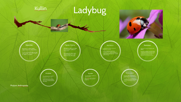 Ladybug by Kullin Merilees on Prezi