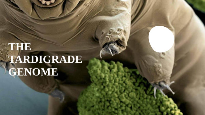 THE TARDIGRADE GENOME by Fátima Itzel Torres Ortiz on Prezi