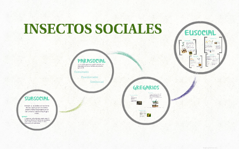 INSECTOS SOCIALES by TATIANA Urrego on Prezi