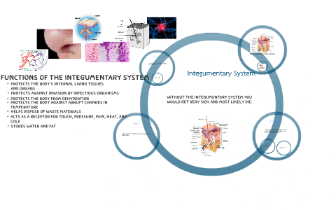 Integumentary System by on Prezi