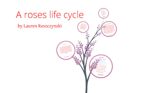 rose life cycle by Andria Peterson on Prezi