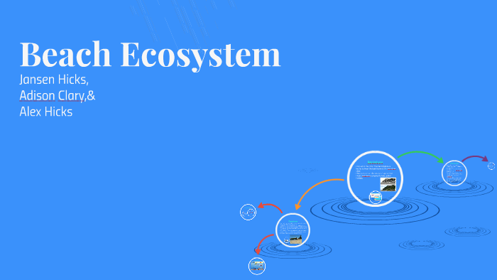 Beach Ecosystem by alex hicks on Prezi