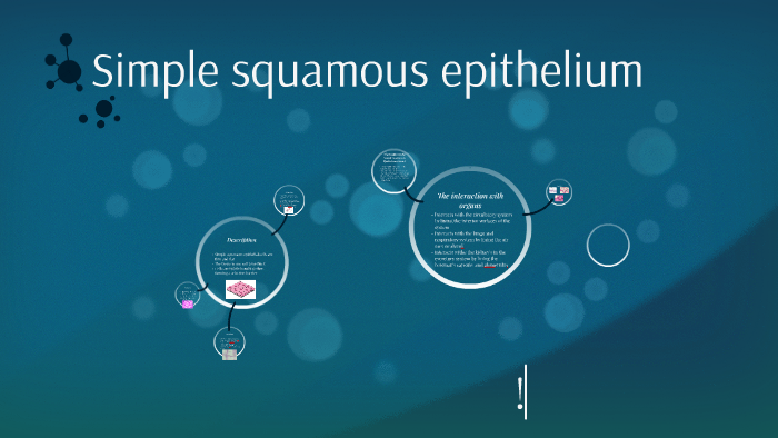 Simple squamous epithelium by Nicholas Aparicio on Prezi