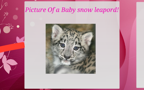 Snow Leapards by helena mercer on Prezi