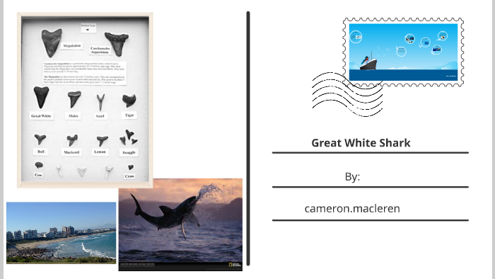 the great white shark has 300 teeth. they have really dark e by cameron ...