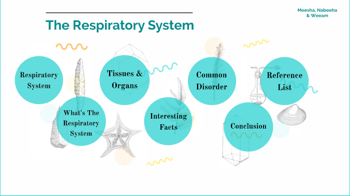 The Respiratory System by Canadian Panda on Prezi