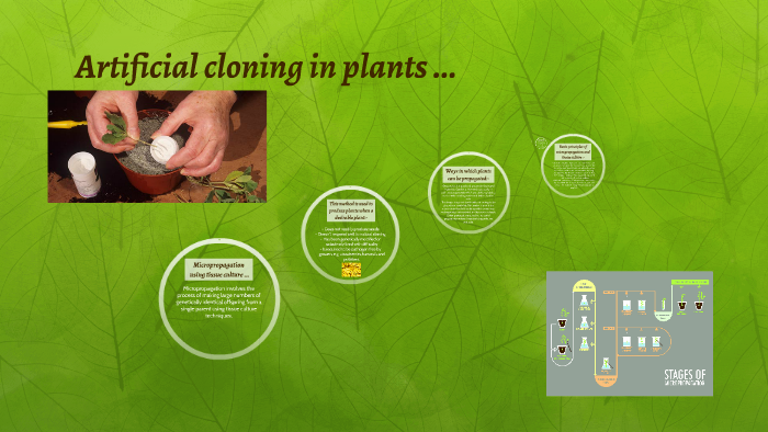 Artificial cloning in plants ... by Maryam Iqbal on Prezi
