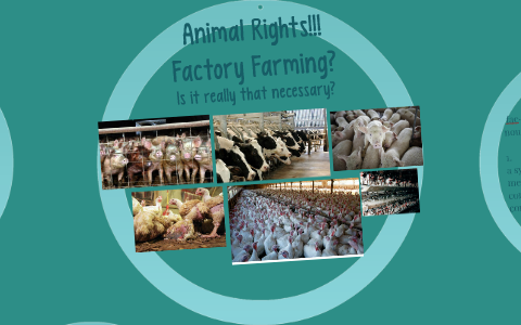 Animal Rights: Factory Farming by Zoe H on Prezi