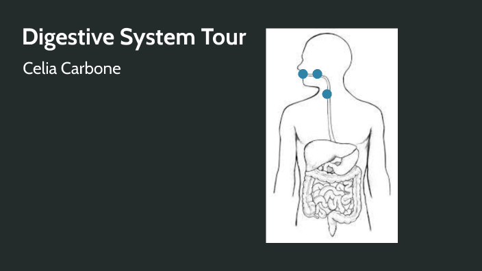 Celia Carbone-Digestive System Tour by CELIA CARBONE on Prezi